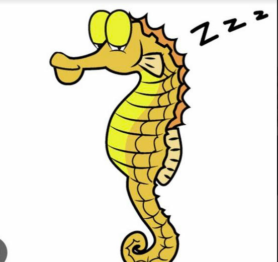 Fahamu Mambo ya Kushangaza Kuhusu Farasi wa Baharini - Wildlife Tanzania